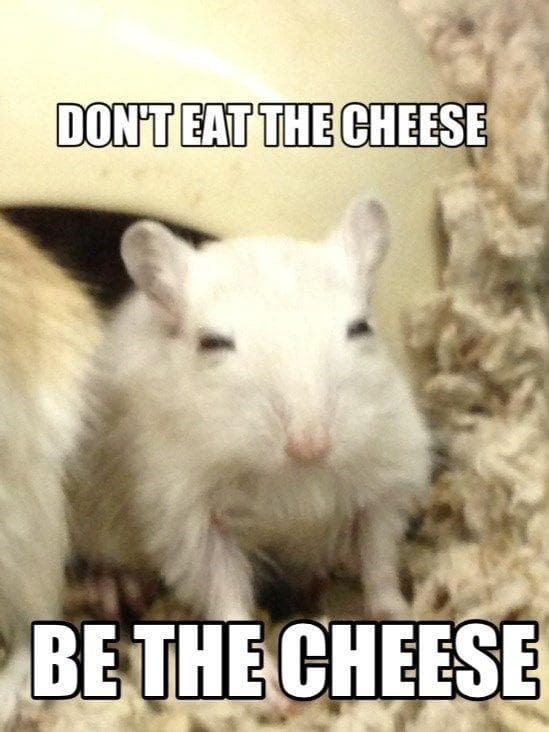 The 25 Funniest Mouse Memes, Ranked