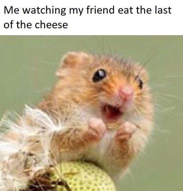 The 25 Funniest Mouse Memes, Ranked