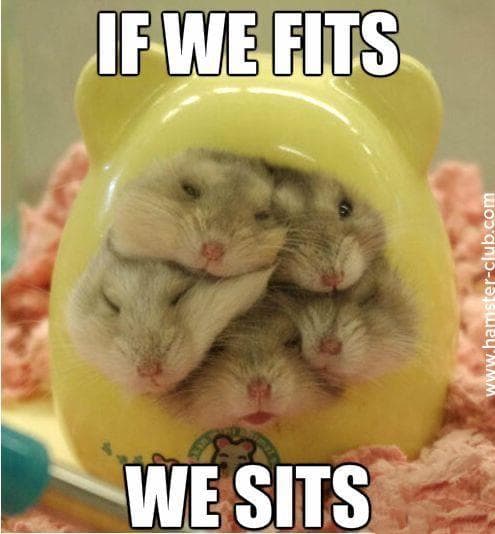 The 25 Funniest Hamster Memes, Ranked
