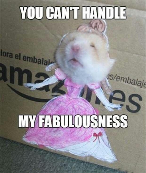 The 25 Funniest Hamster Memes, Ranked