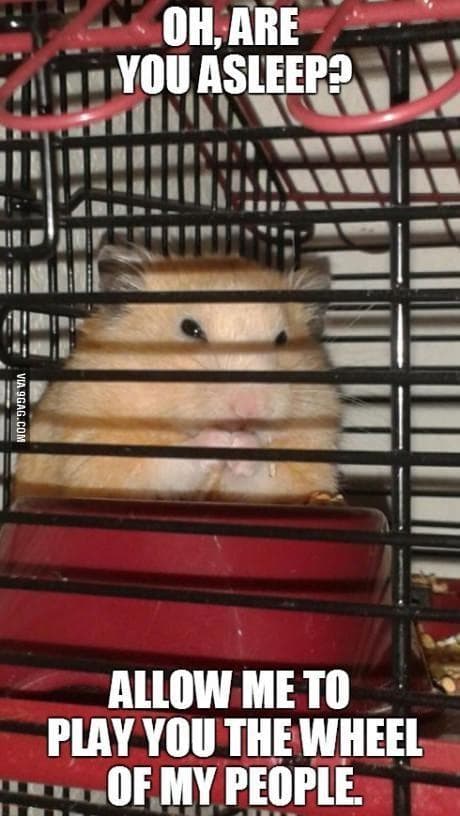 The 25 Funniest Hamster Memes, Ranked