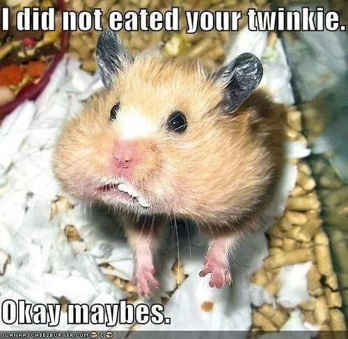 The 25 Funniest Hamster Memes, Ranked