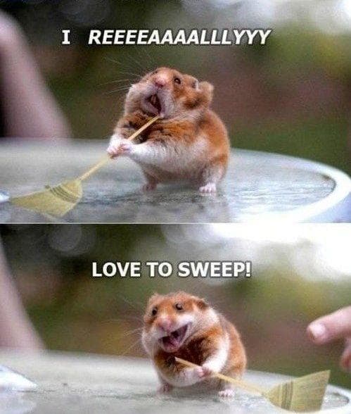 The 25 Funniest Hamster Memes, Ranked