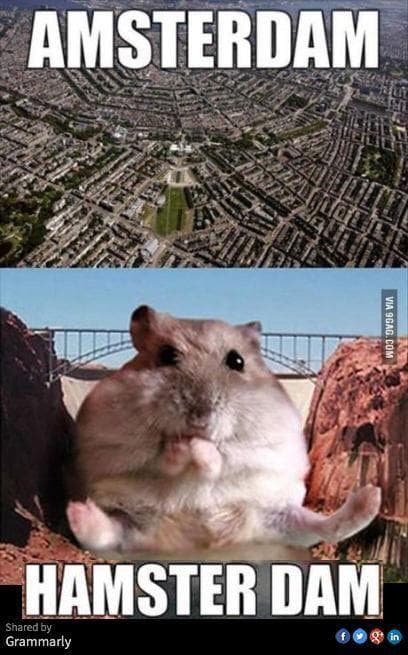 The 25 Funniest Hamster Memes, Ranked