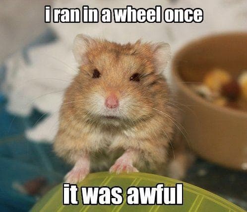 The 25 Funniest Hamster Memes, Ranked
