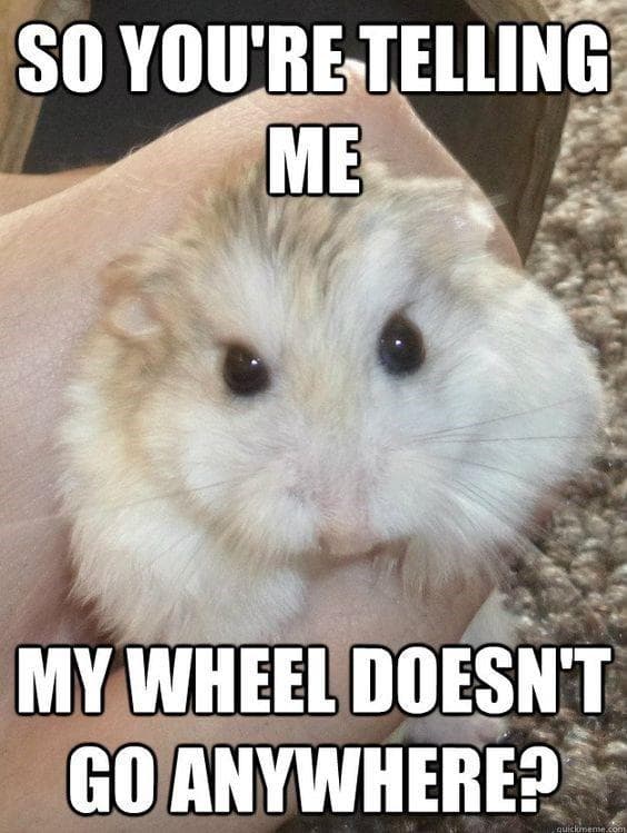 The 25 Funniest Hamster Memes, Ranked