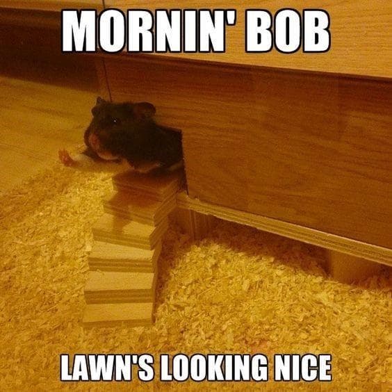 The 25 Funniest Hamster Memes, Ranked