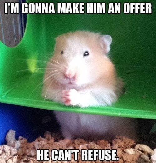 The 25 Funniest Hamster Memes, Ranked