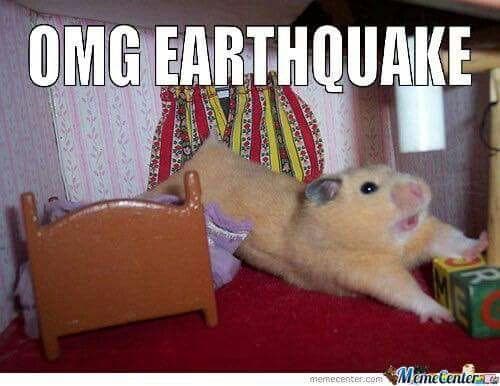 The 25 Funniest Hamster Memes, Ranked