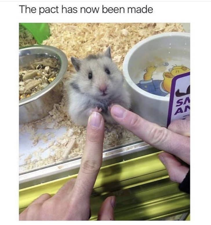 The 25 Funniest Hamster Memes, Ranked