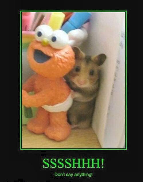 The 25 Funniest Hamster Memes, Ranked