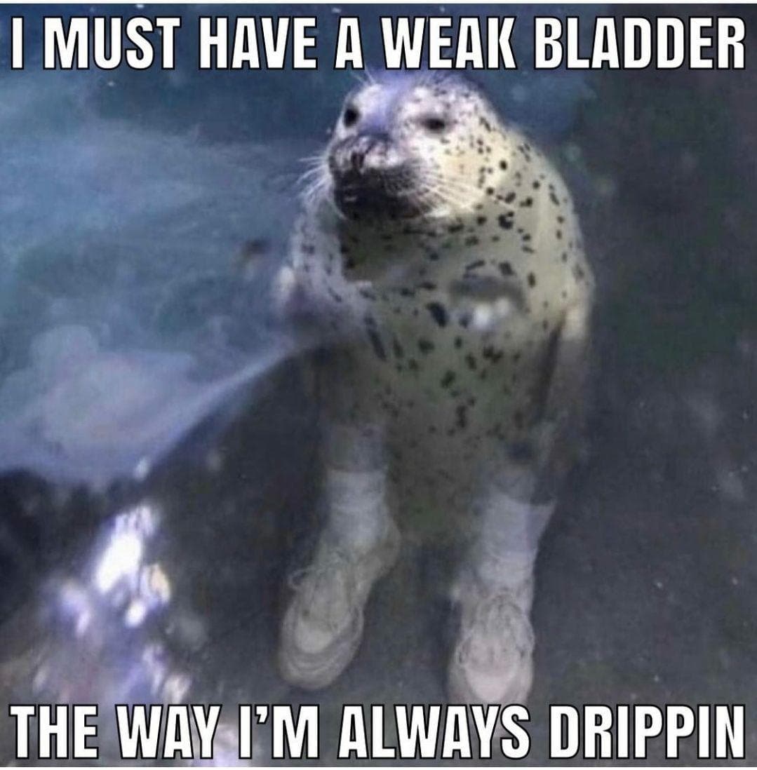 The 24 Funniest Seal Memes About Our Favorite Aquatic Mammals