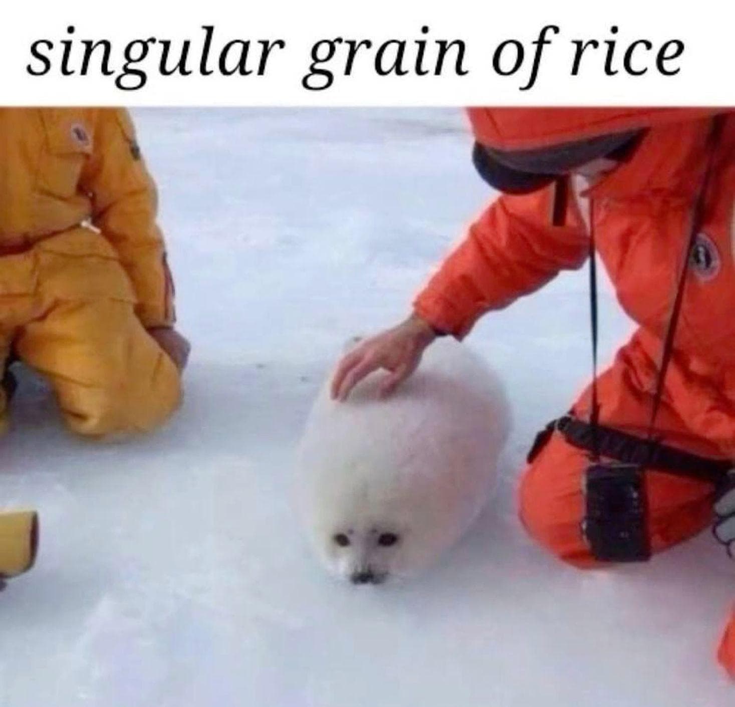 The 24 Funniest Seal Memes About Our Favorite Aquatic Mammals