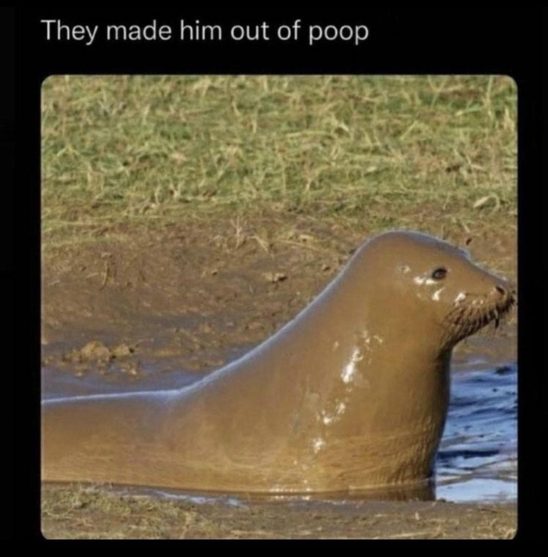 The 24 Funniest Seal Memes About Our Favorite Aquatic Mammals