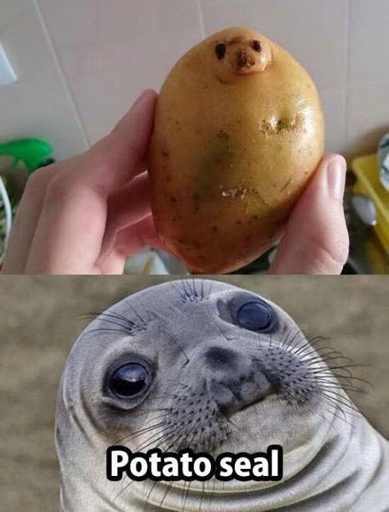 The 24 Funniest Seal Memes About Our Favorite Aquatic Mammals