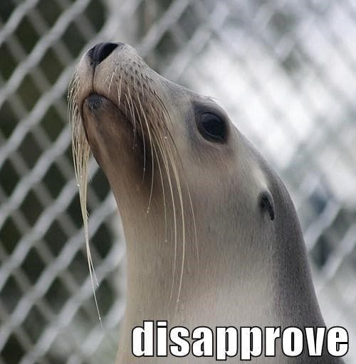 The 24 Funniest Seal Memes About Our Favorite Aquatic Mammals