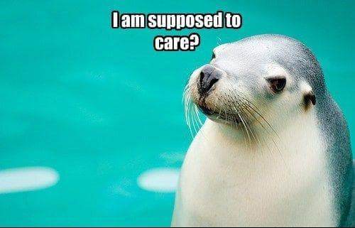 The 24 Funniest Seal Memes About Our Favorite Aquatic Mammals