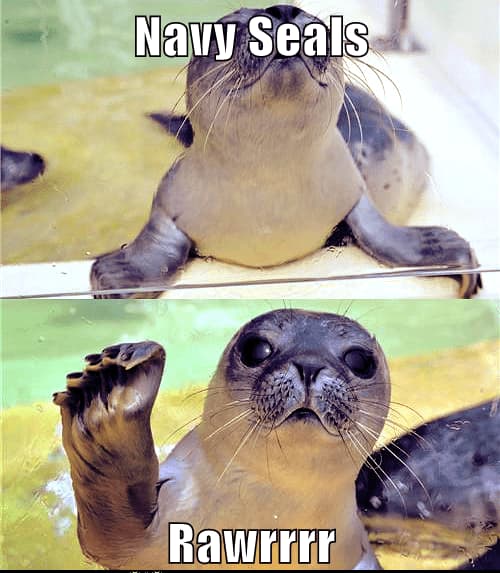 The 24 Funniest Seal Memes About Our Favorite Aquatic Mammals