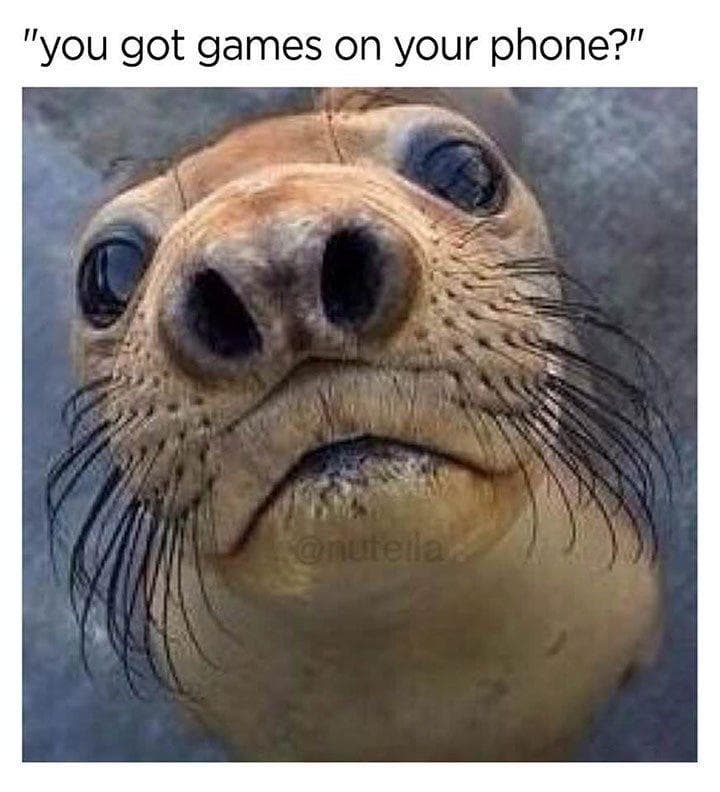 The 24 Funniest Seal Memes About Our Favorite Aquatic Mammals