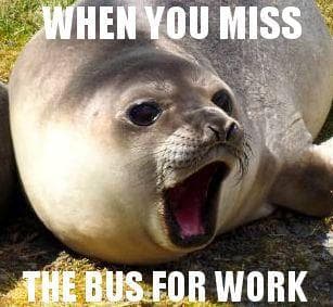 The 24 Funniest Seal Memes About Our Favorite Aquatic Mammals