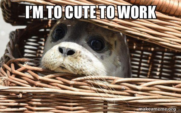 The 24 Funniest Seal Memes About Our Favorite Aquatic Mammals