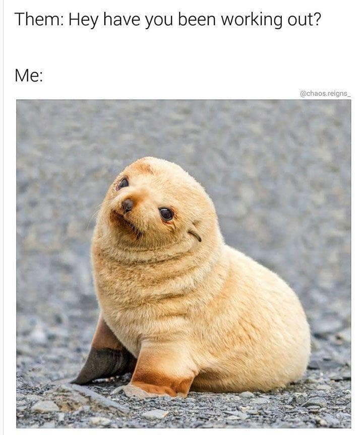 The 24 Funniest Seal Memes About Our Favorite Aquatic Mammals