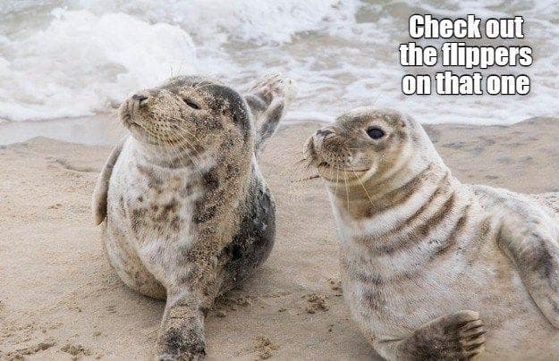 The 24 Funniest Seal Memes About Our Favorite Aquatic Mammals