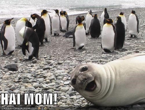 The 24 Funniest Seal Memes About Our Favorite Aquatic Mammals