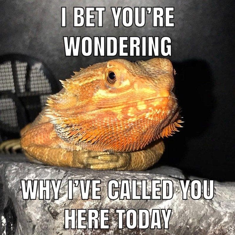 The 24 Funniest Lizard Memes All Reptile Lovers Will Appreciate
