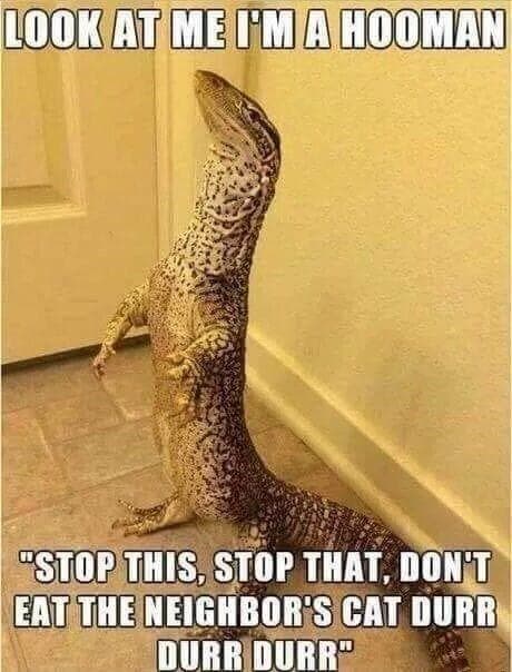 The 24 Funniest Lizard Memes All Reptile Lovers Will Appreciate