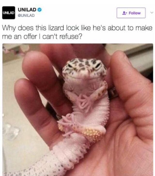 The 24 Funniest Lizard Memes All Reptile Lovers Will Appreciate