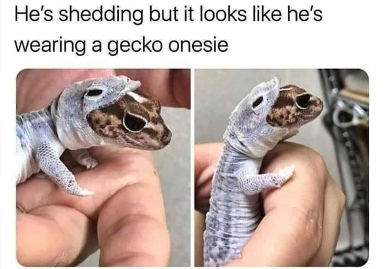 The 24 Funniest Lizard Memes All Reptile Lovers Will Appreciate