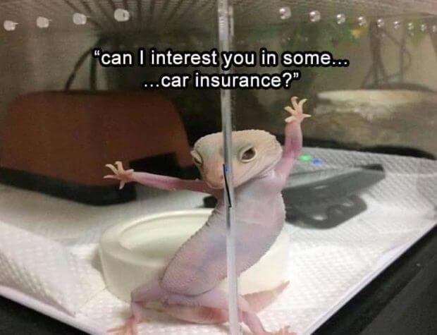 The 24 Funniest Lizard Memes All Reptile Lovers Will Appreciate