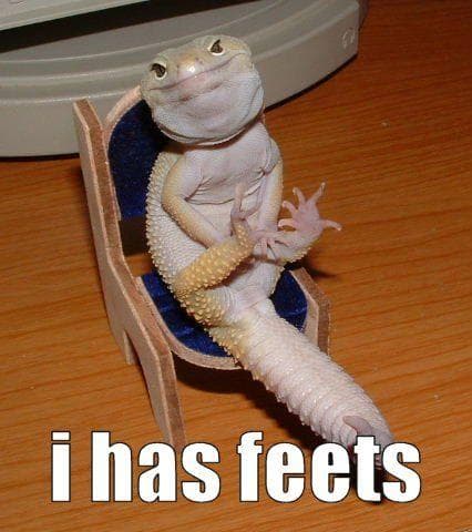 The 24 Funniest Lizard Memes All Reptile Lovers Will Appreciate