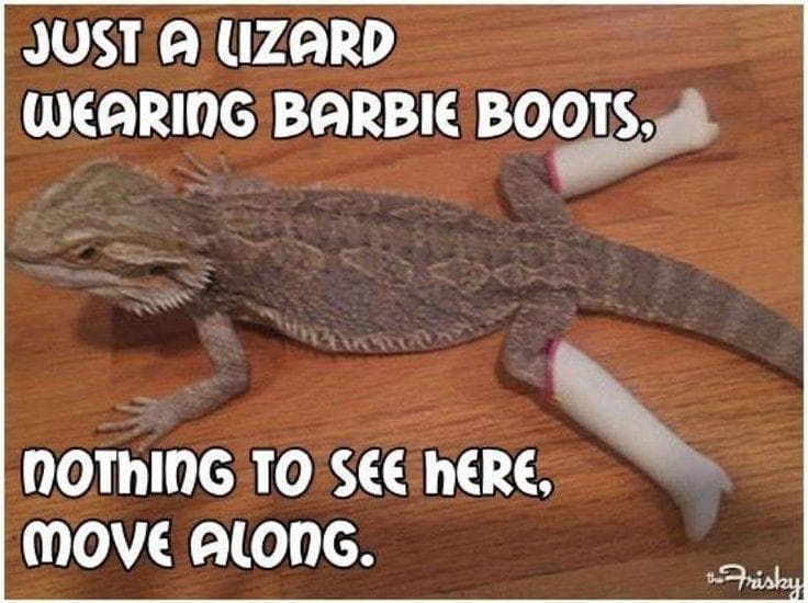 The 24 Funniest Lizard Memes All Reptile Lovers Will Appreciate