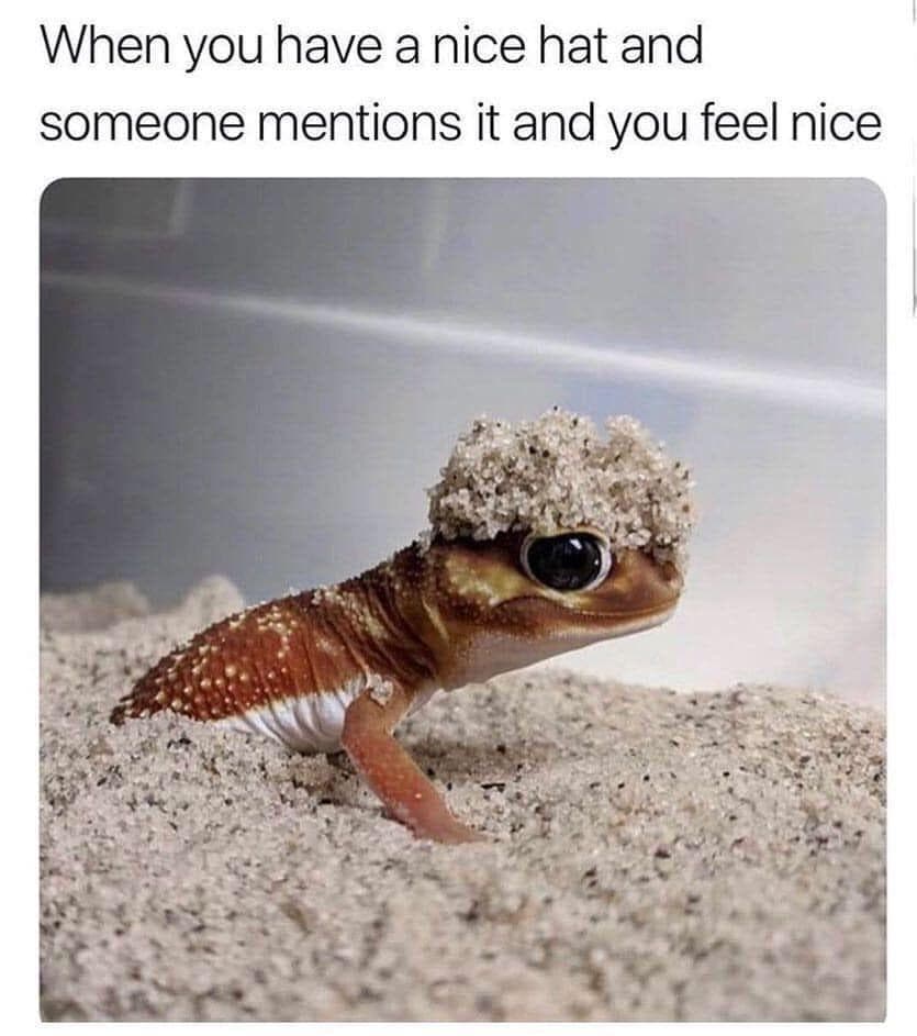 The 24 Funniest Lizard Memes All Reptile Lovers Will Appreciate