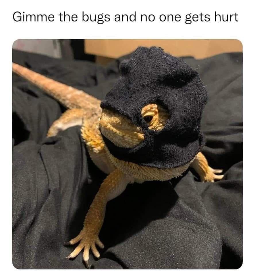 The 24 Funniest Lizard Memes All Reptile Lovers Will Appreciate
