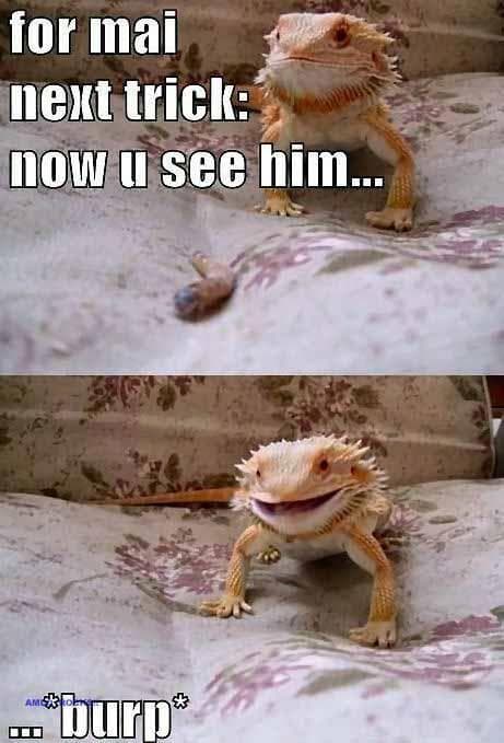 The 24 Funniest Lizard Memes All Reptile Lovers Will Appreciate