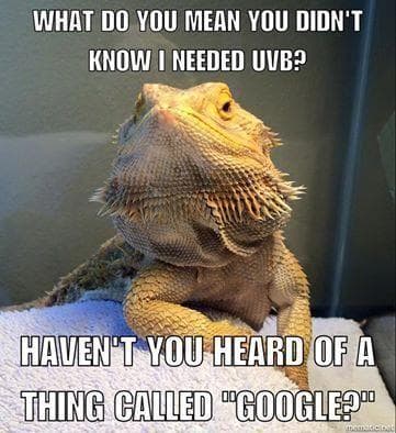 The 24 Funniest Lizard Memes All Reptile Lovers Will Appreciate
