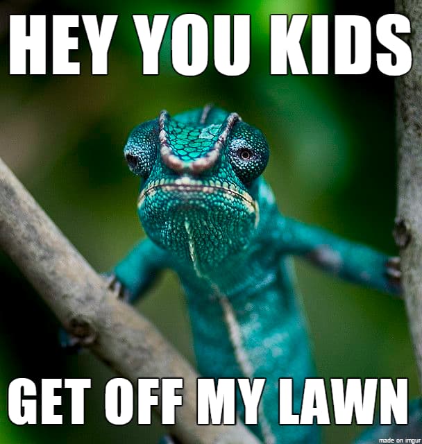 The 24 Funniest Lizard Memes All Reptile Lovers Will Appreciate