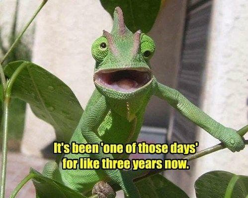 The 24 Funniest Lizard Memes All Reptile Lovers Will Appreciate