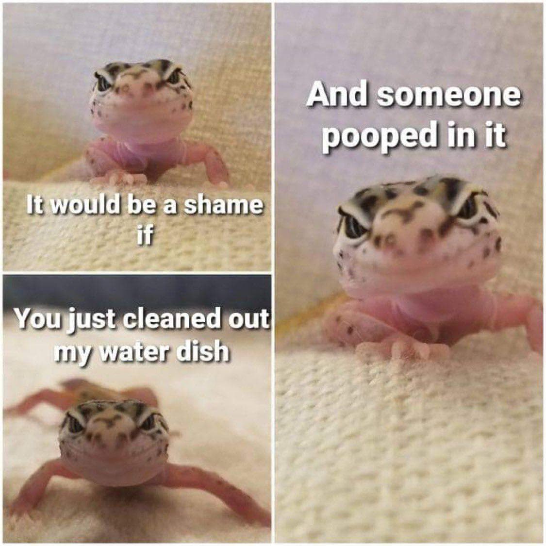 The 24 Funniest Lizard Memes All Reptile Lovers Will Appreciate