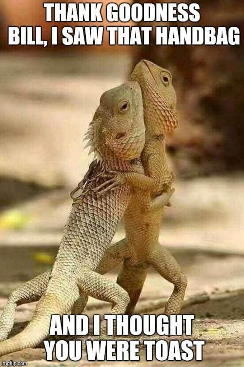 The 24 Funniest Lizard Memes All Reptile Lovers Will Appreciate