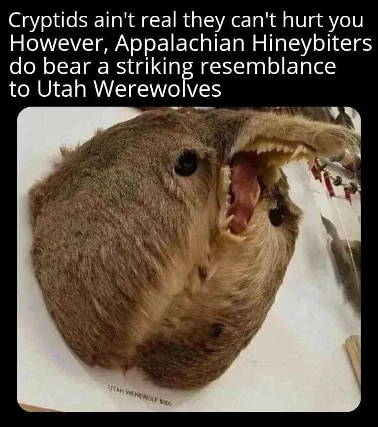 The 24 Funniest Cryptid Memes, Ranked