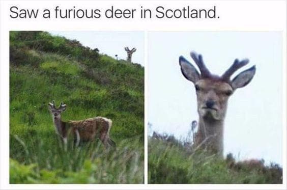 The 28 Funniest Deer Memes, Ranked