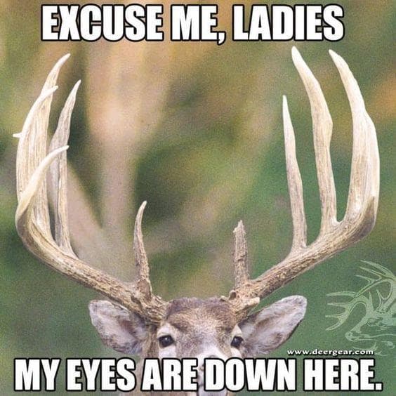 The 28 Funniest Deer Memes, Ranked