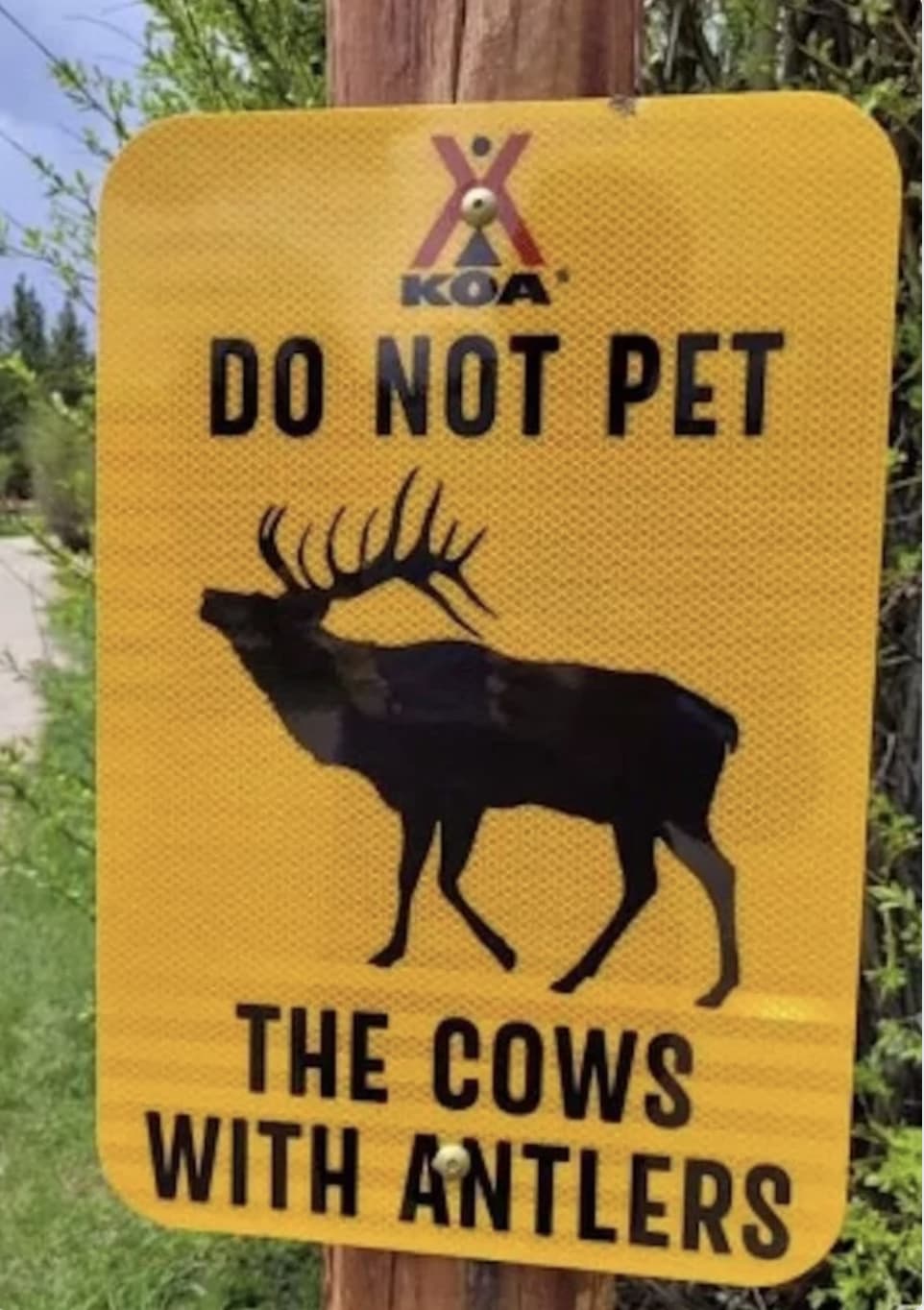 The 28 Funniest Deer Memes, Ranked