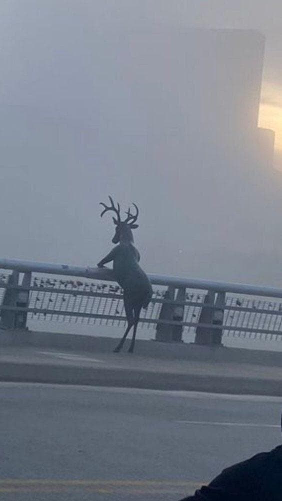 The 28 Funniest Deer Memes, Ranked