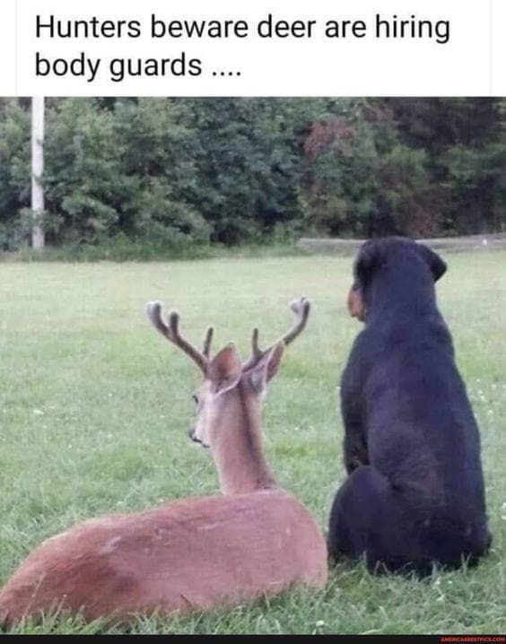 The 28 Funniest Deer Memes, Ranked