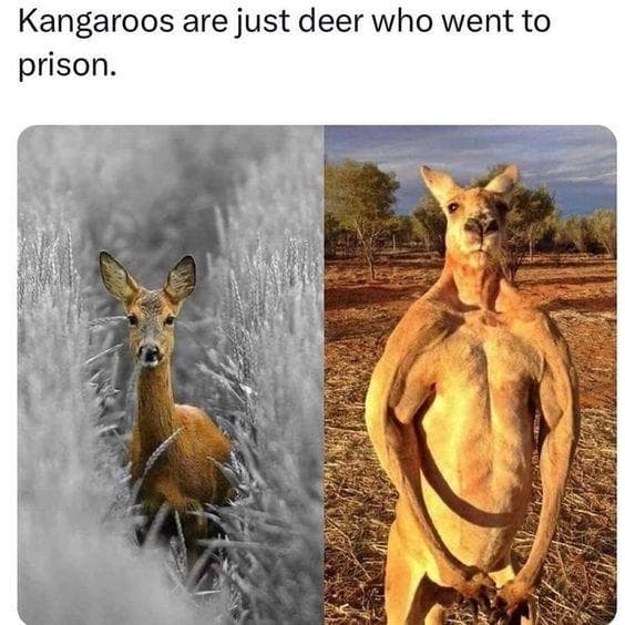 The 28 Funniest Deer Memes, Ranked